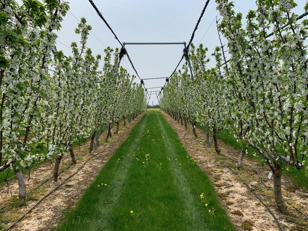 Gregory Lang Cherry Orchard Training System Innovations